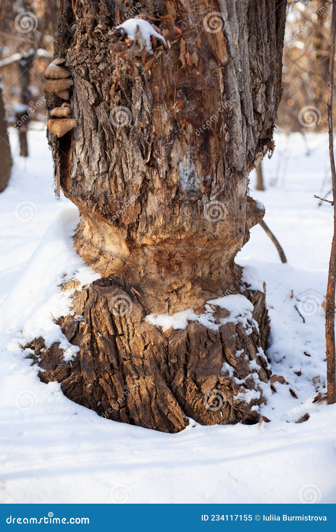 Old Tree Grows in Winter Forest. Deciduous Tree Trunk with Beaver Teeth ...