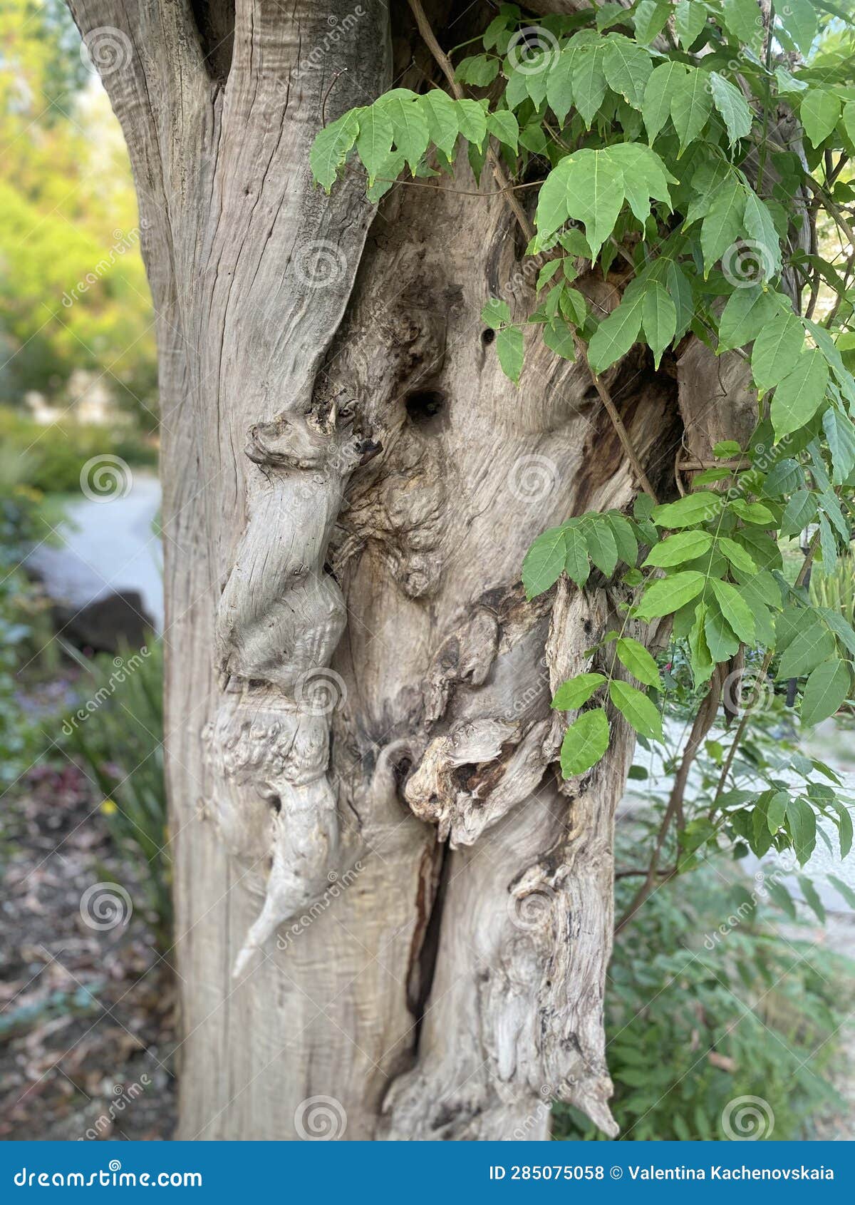 An old tree with growths stock photo. Image of decoration - 285075058
