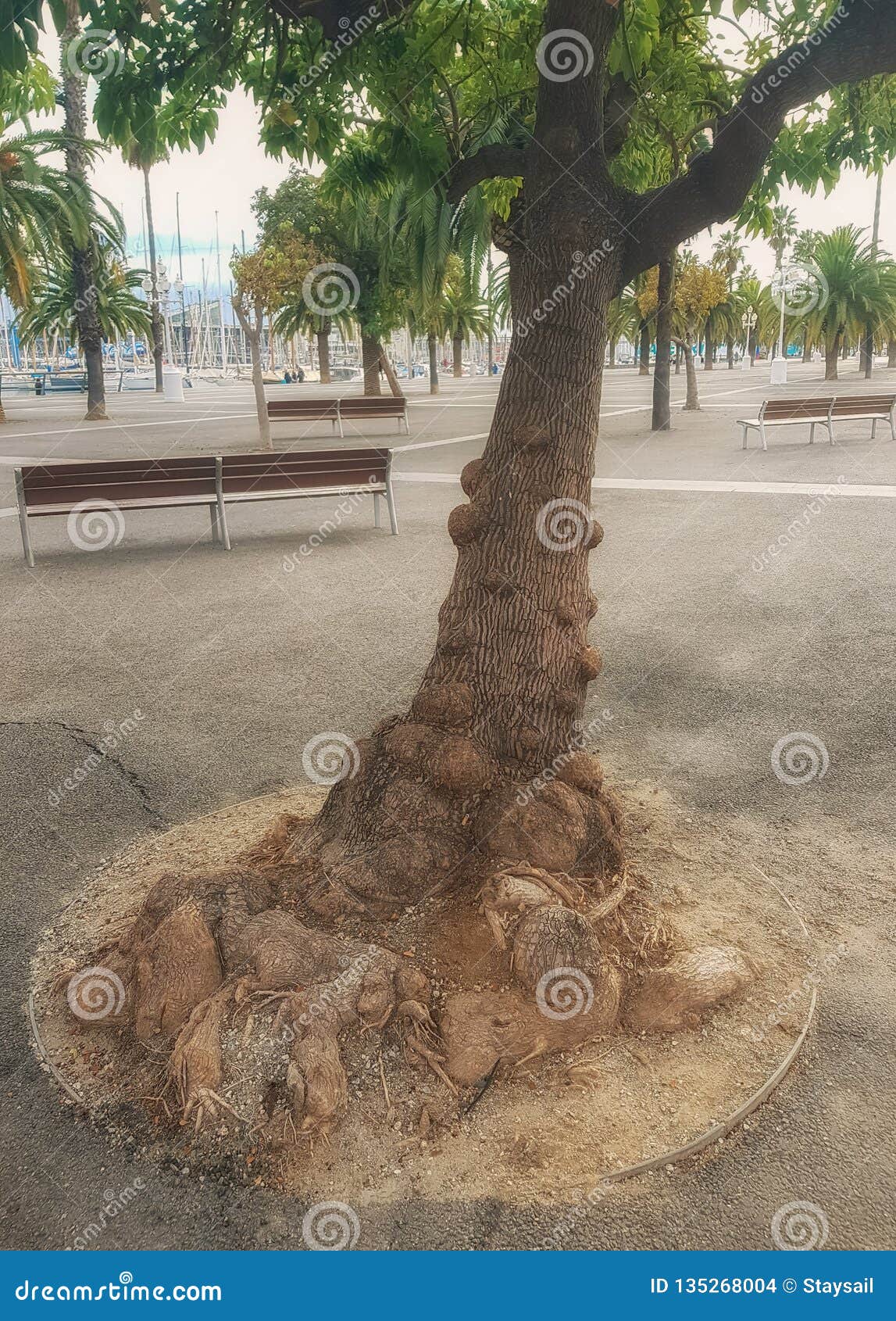 Old Tree with Growths on the Trunk. Burls on the Tree Bark on the ...