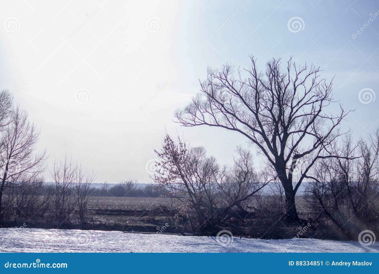 Old Tree with Half Burnt Trunk but Still Growing Near Stock Image ...