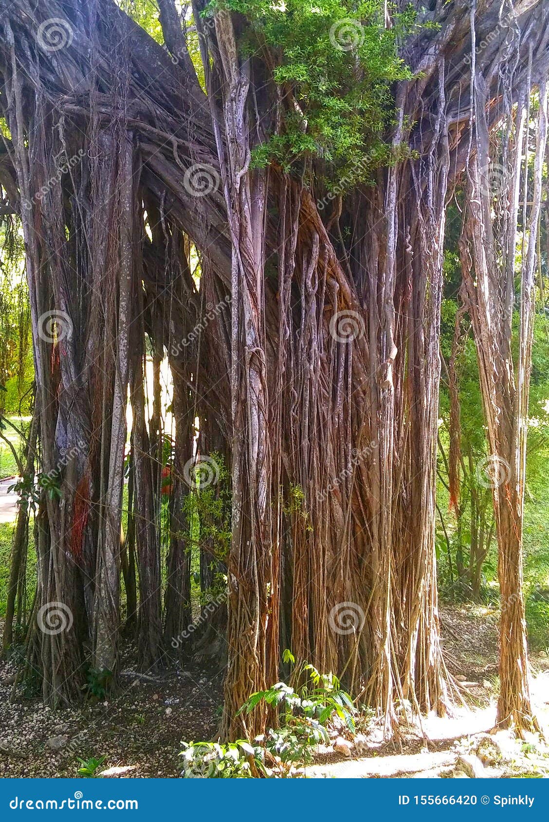 Hanging Roots And Folding Roots Of Young Weeping Fig Ficus Benjamina In ...