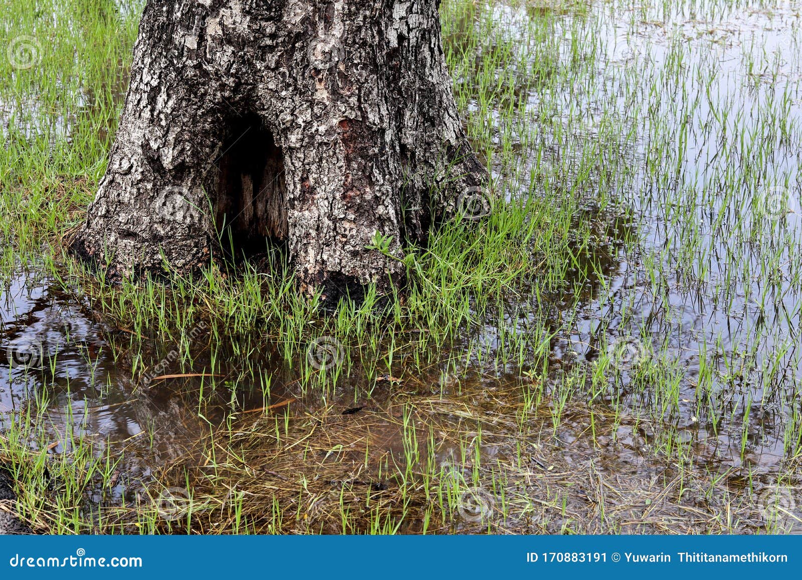 The Old Tree Has Roots in Water and Green Meadow. Stock Image - Image ...