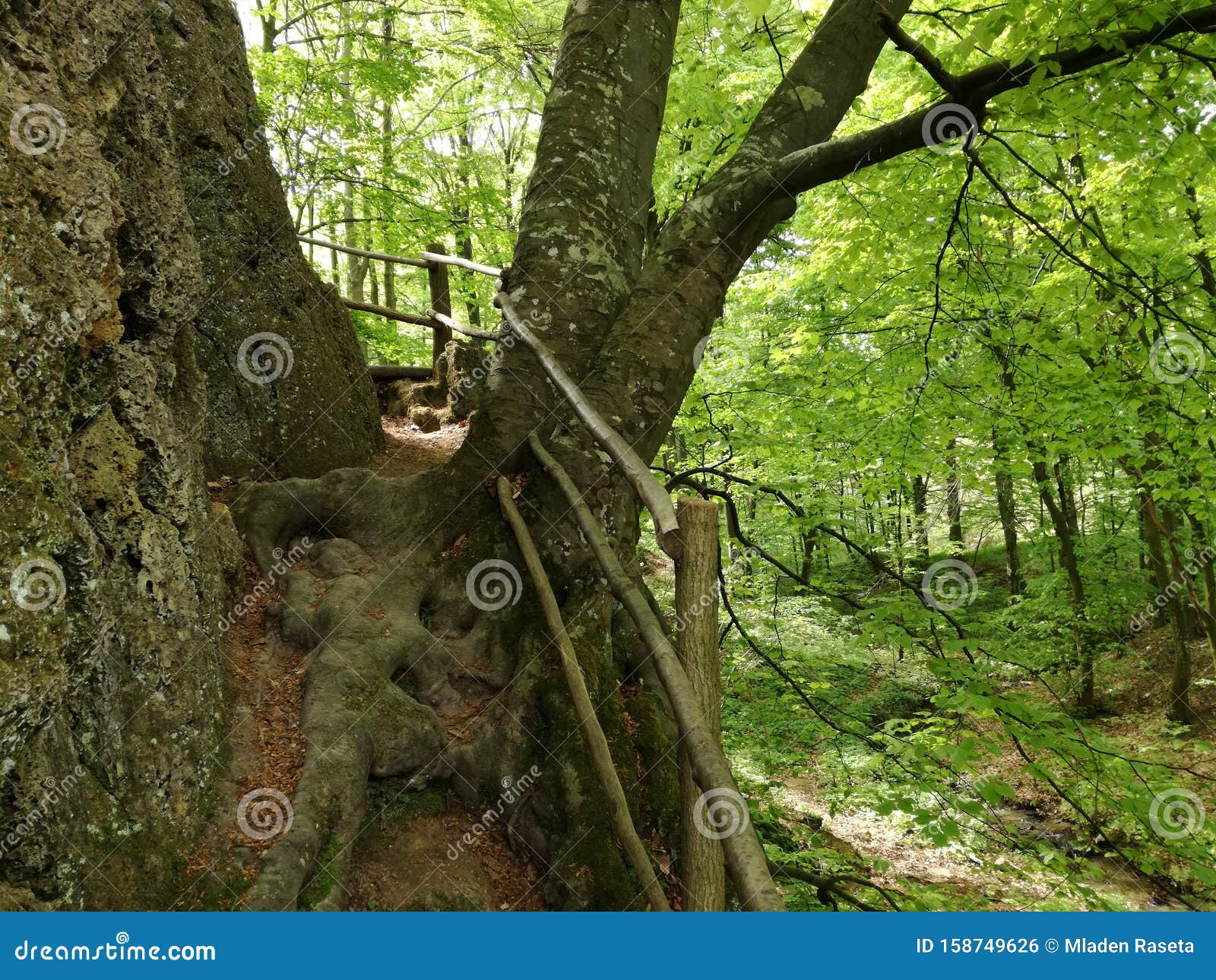 Old Tree at Hiking Path Embedded in Rock Stock Photo - Image of rock ...