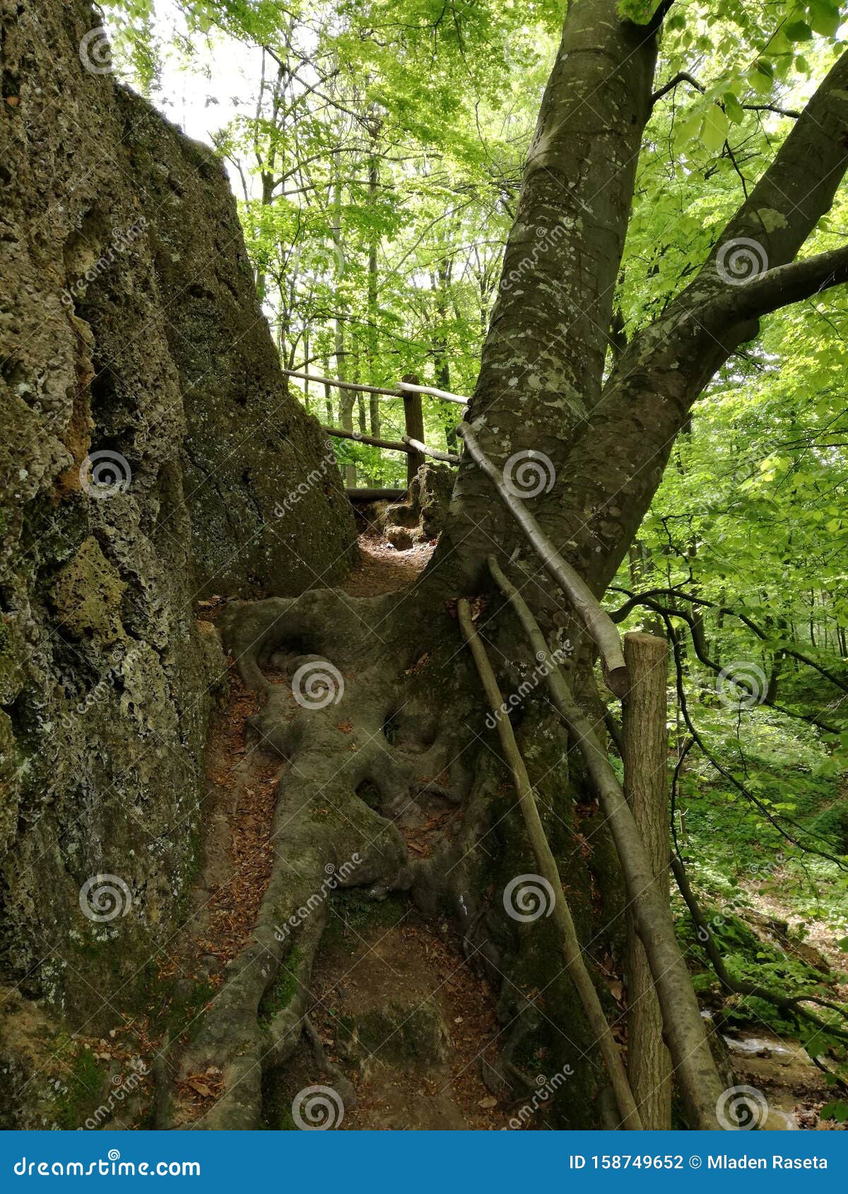 Old Tree at Hiking Path Embedded in Rock Stock Photo - Image of nice ...