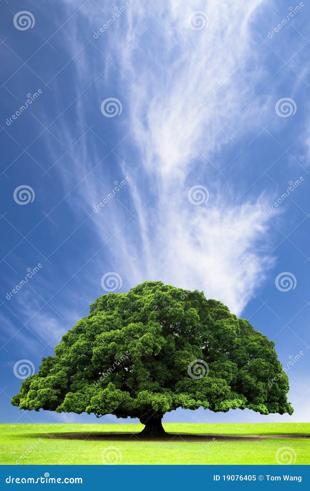 Old Tree on the Hill and Cloud Stock Image - Image of meadow, leaf ...