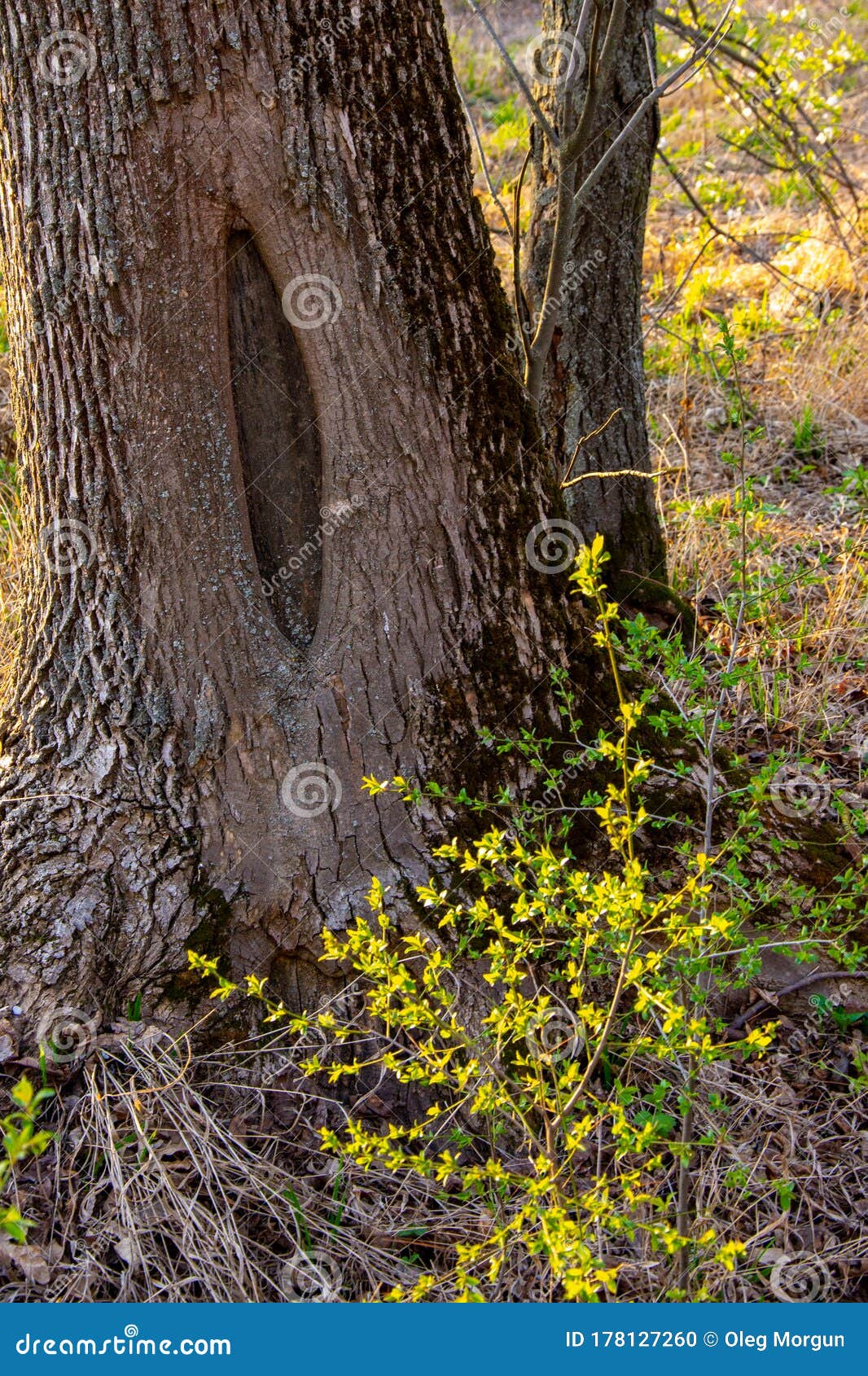 Old Tree with a Hollow in the Roots Stock Photo - Image of wood, park ...