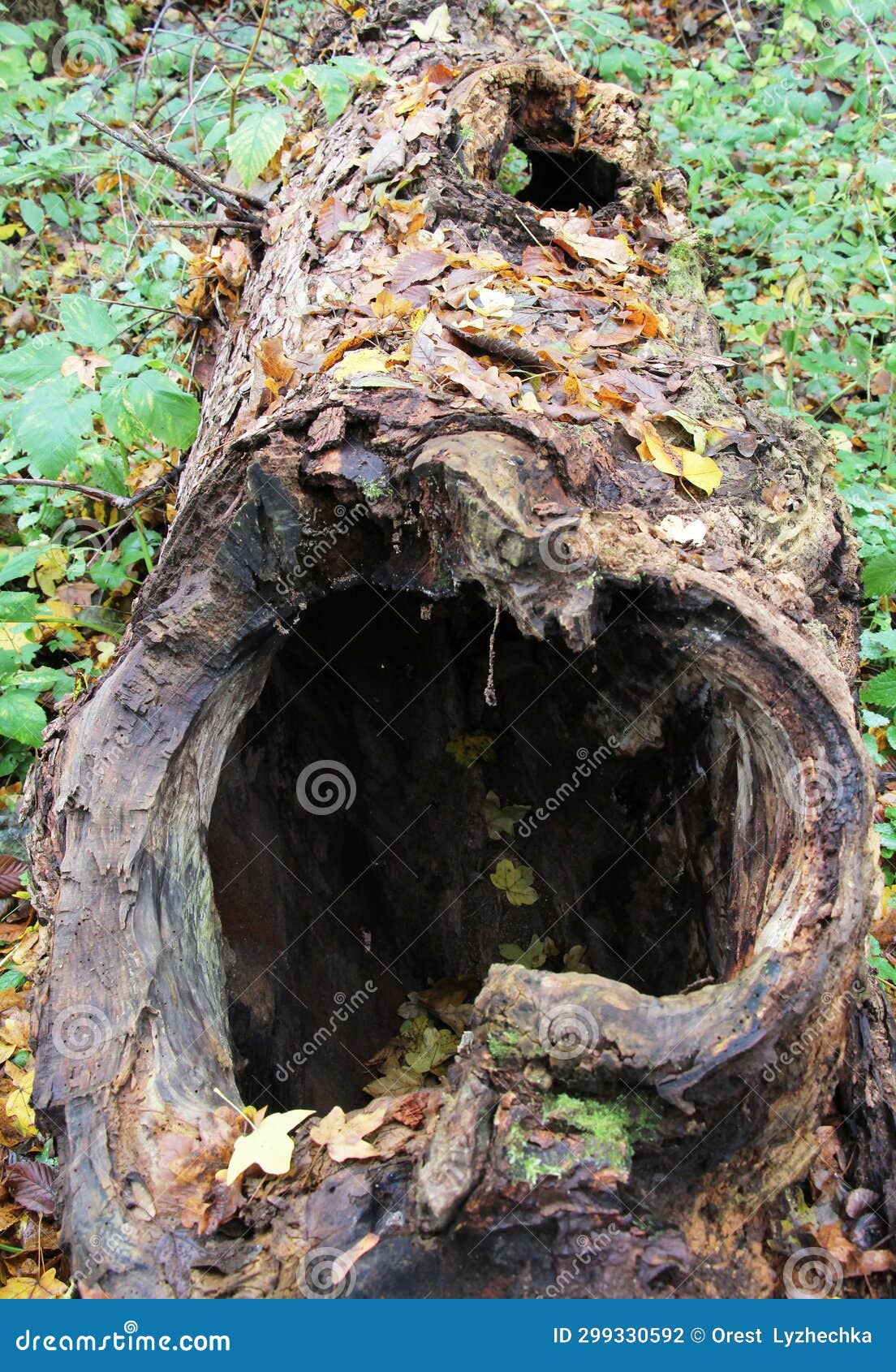 An old tree with a hollow stock photo. Image of environment - 299330592