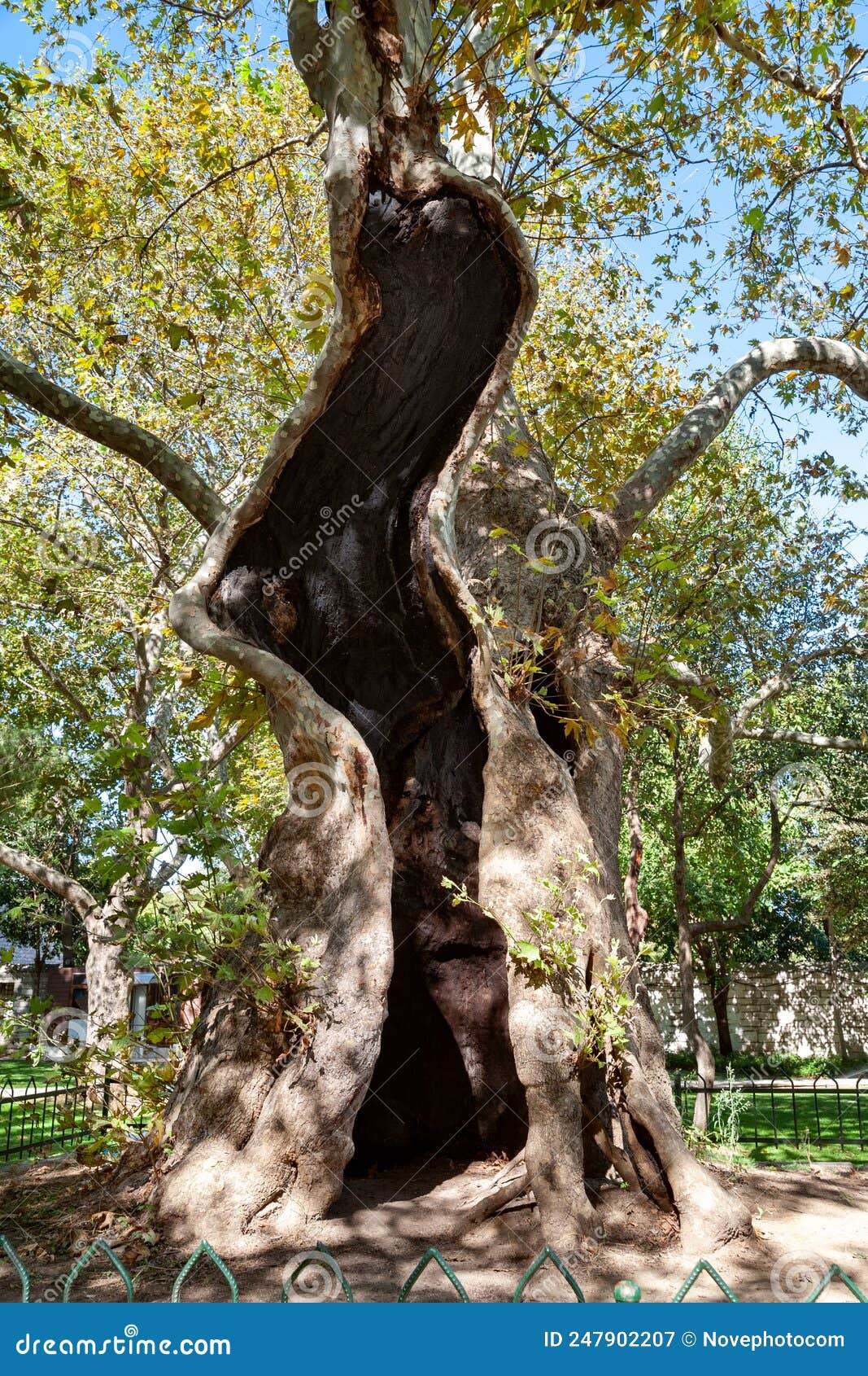 Old Tree. Huge Old Cracked Tree with a Big Hollow. Ancient Plant Stock ...