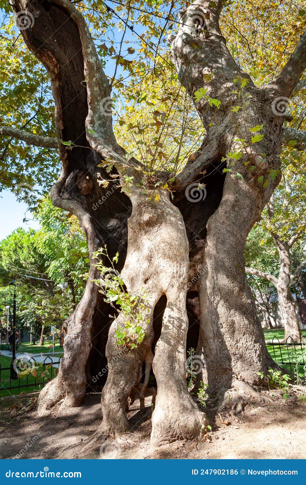 Old Tree. a Huge Old Cracked Tree with a Large Hollow. Ancient Plant ...