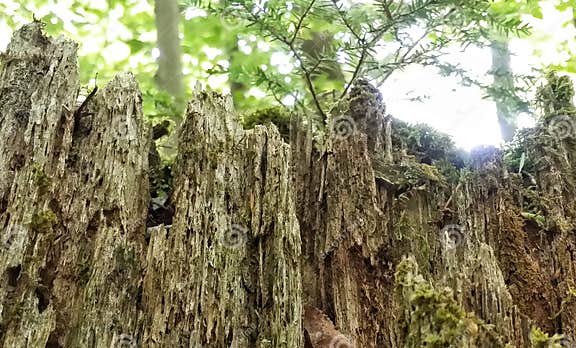 Old Tree from Inside with Forest in Background Stock Photo - Image of ...