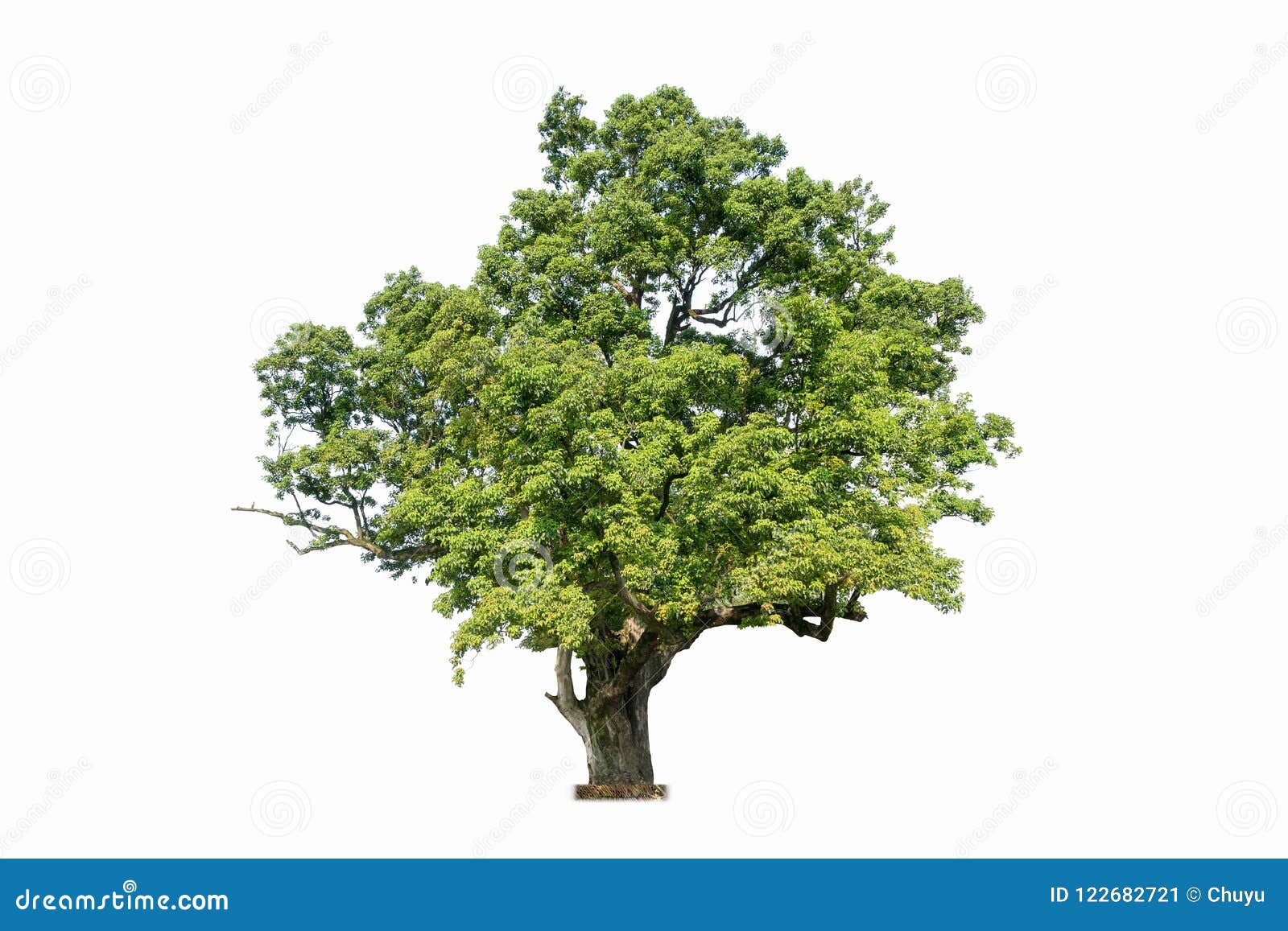 Old tree isolated stock image. Image of botany, tree - 122682721