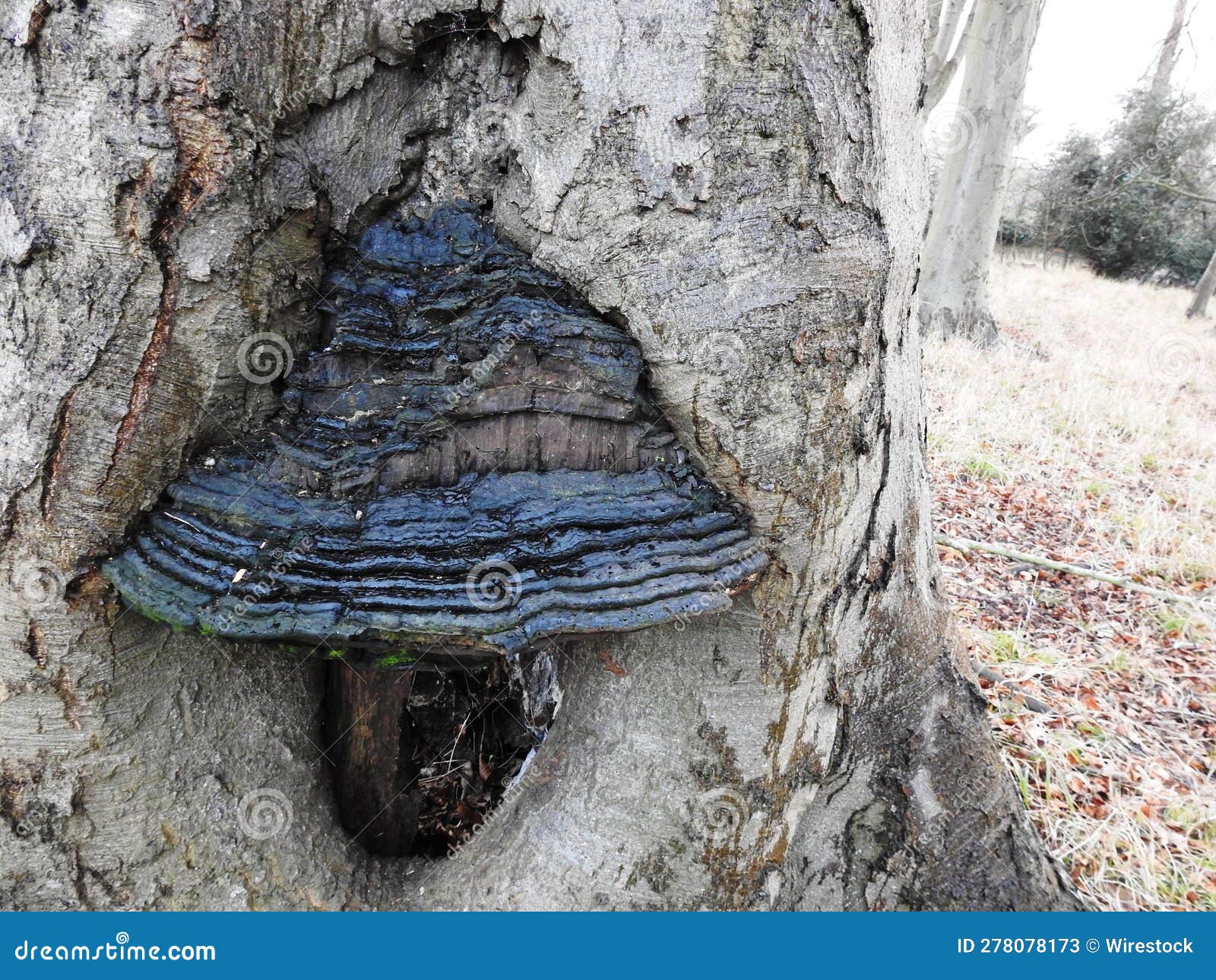 Old Tree Jagged with Corrosion Stock Image - Image of outside, flora ...
