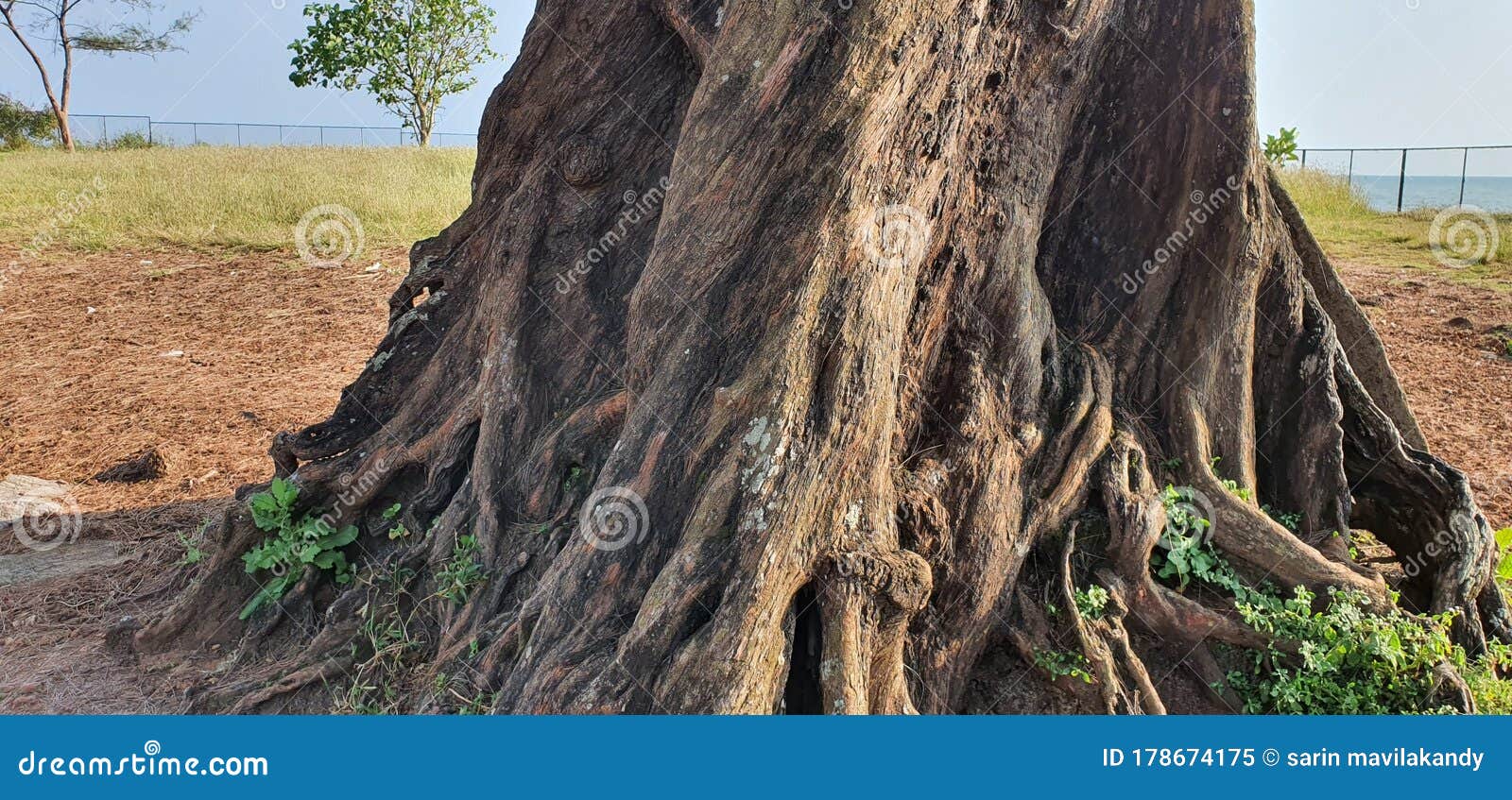 An Old Tree in Kerala Kannur Fort Stock Image - Image of tree, fort ...