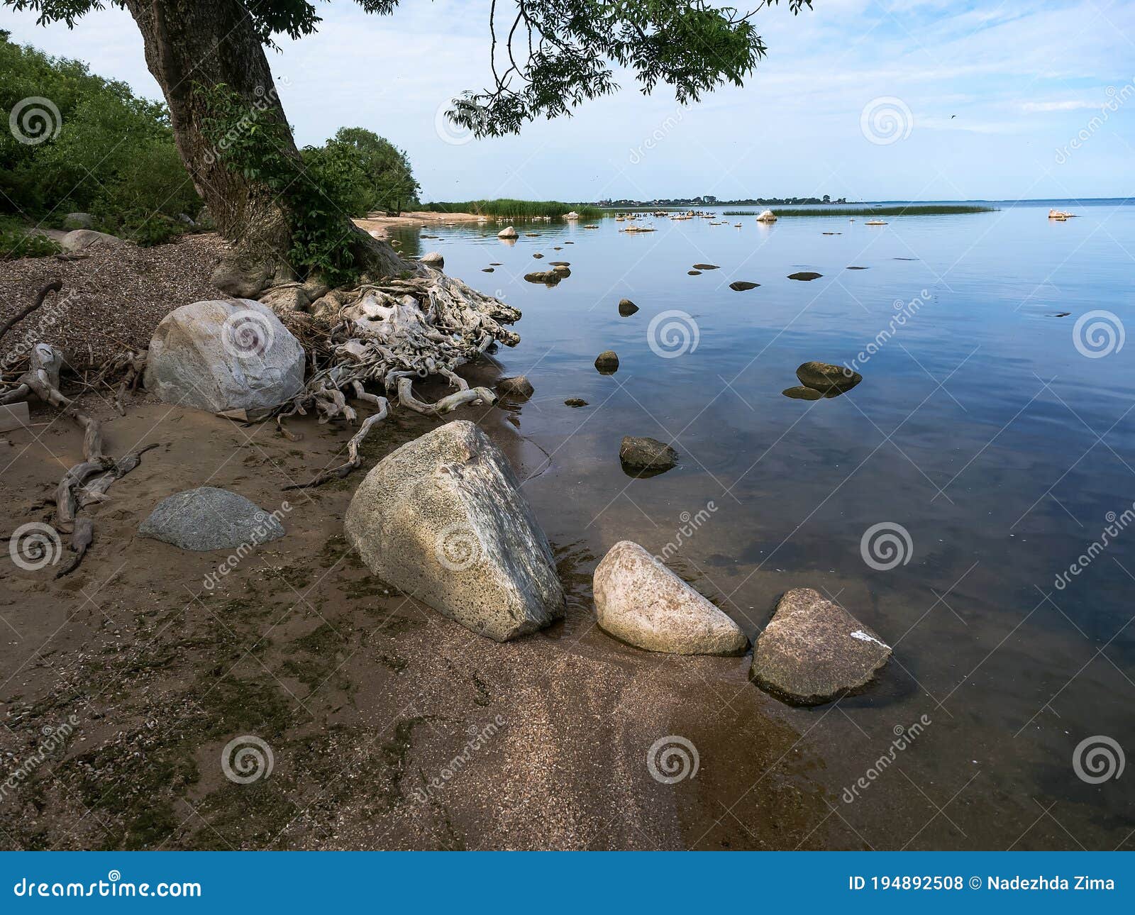 Old Tree on the Lake Shore, Natural Reservoir with Rocks Stock Photo ...