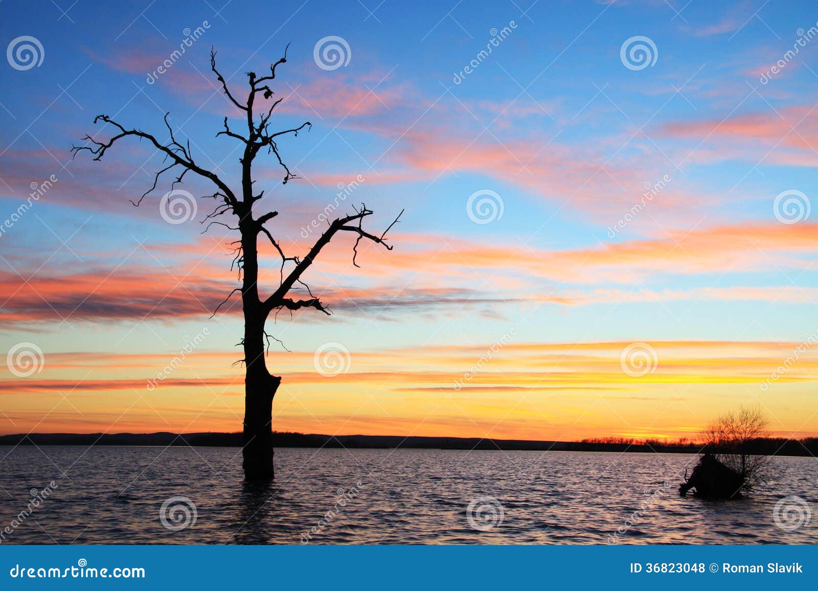 Old Tree in Lake at Sunset Landscape Stock Photo - Image of bright ...