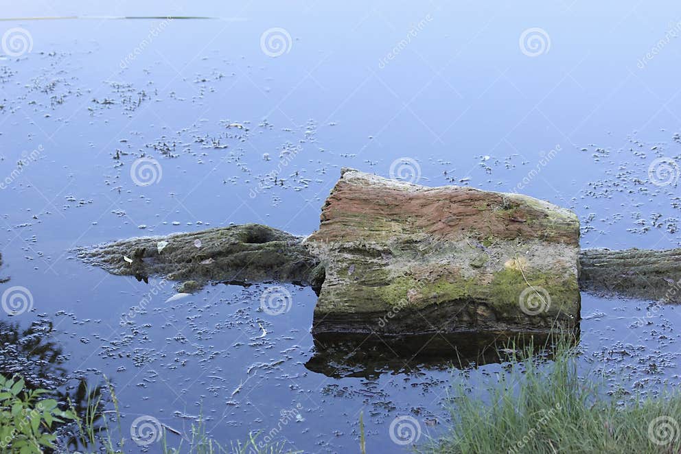 Old tree in the water stock photo. Image of river, water - 223819342