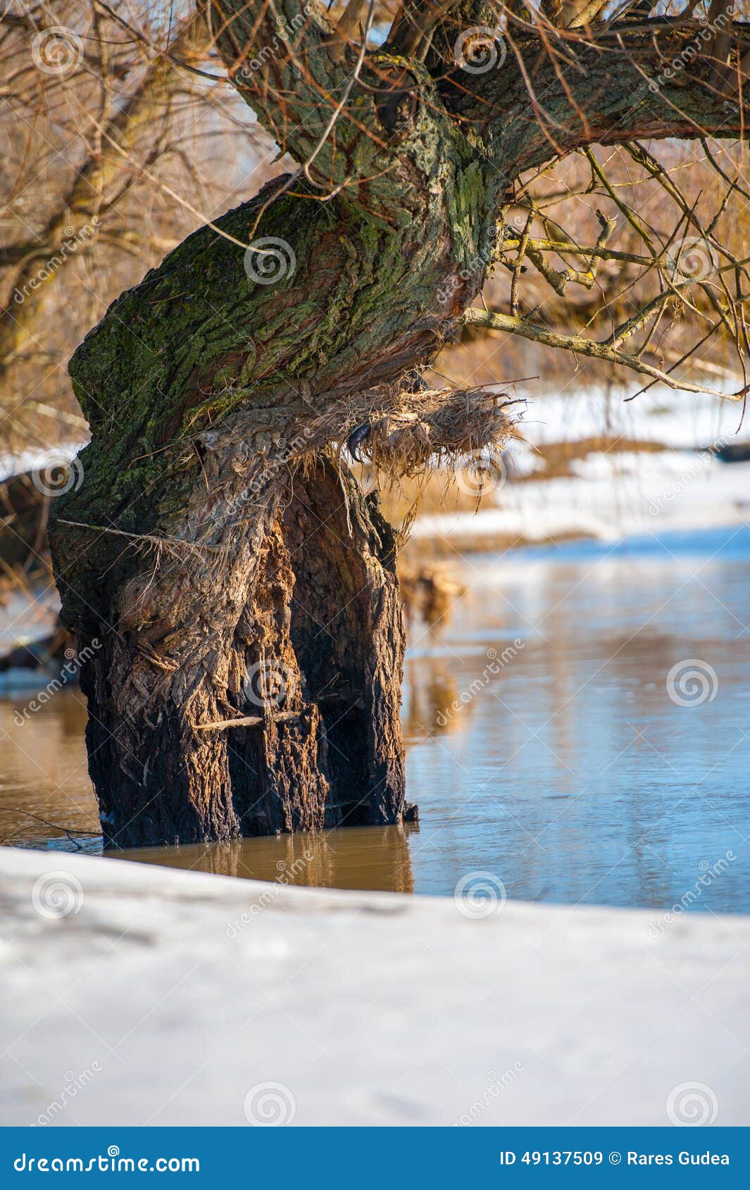 Old tree in lake stock image. Image of season, serene - 49137509
