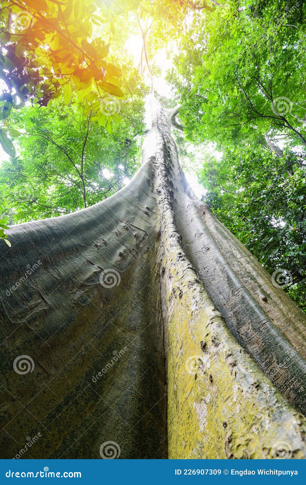Old Tree Large Ficus Albipila Tree on the Nature Forest, Big Tree Trunk ...
