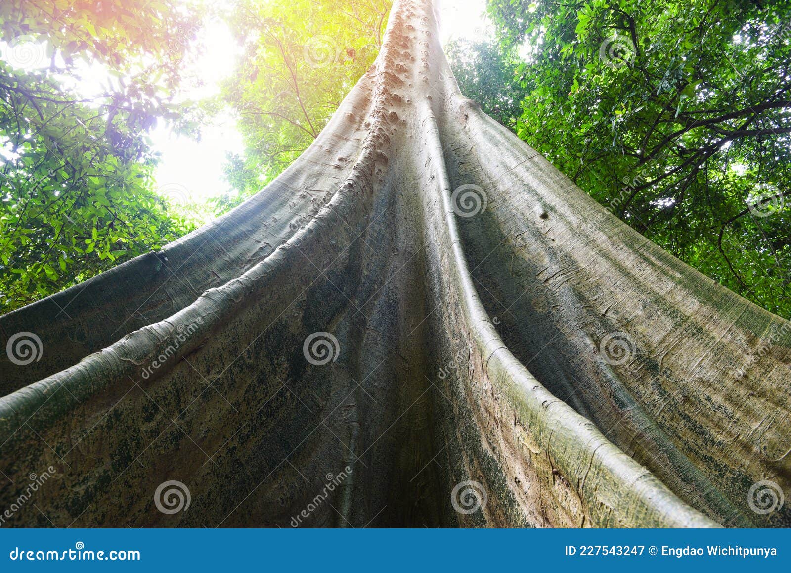 Old Tree Large Ficus Albipila Tree on the Nature Forest, Big Tree Trunk ...