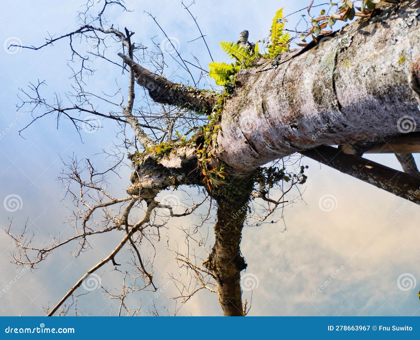 Old Tree without Leaf Need Water Stock Image - Image of trunk, leaf ...