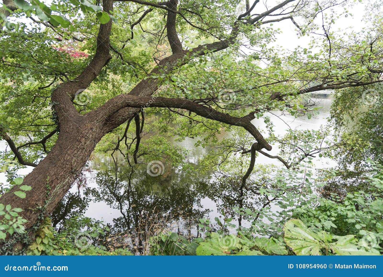 An Old Tree Leaned Against the River and Reflected in Its Waters Stock ...