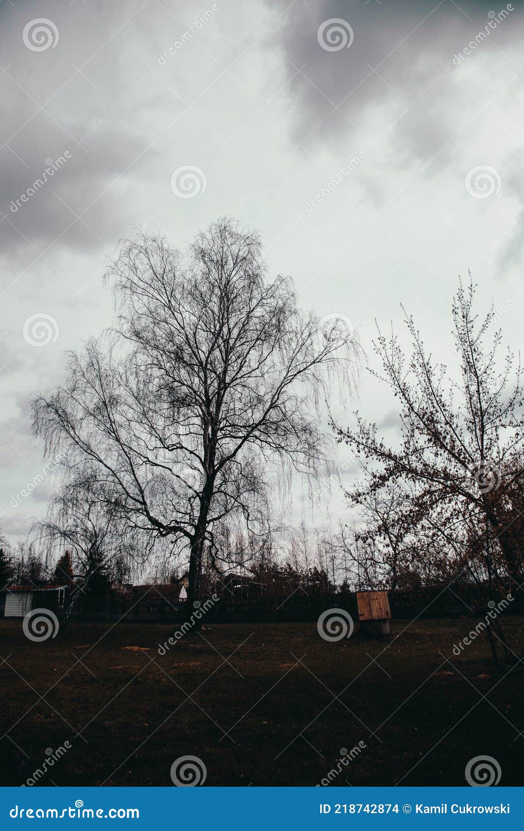 Old tree stock photo. Image of growing, wood, leaves - 218742874