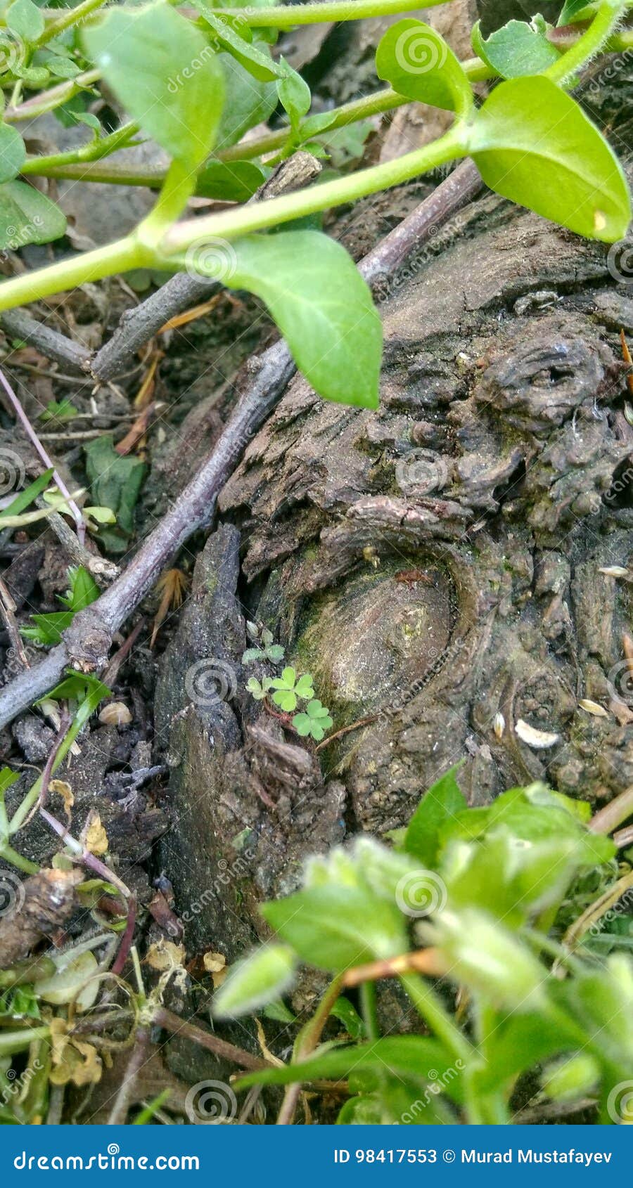 Old tree with leaves stock image. Image of leaves, trees - 98417553