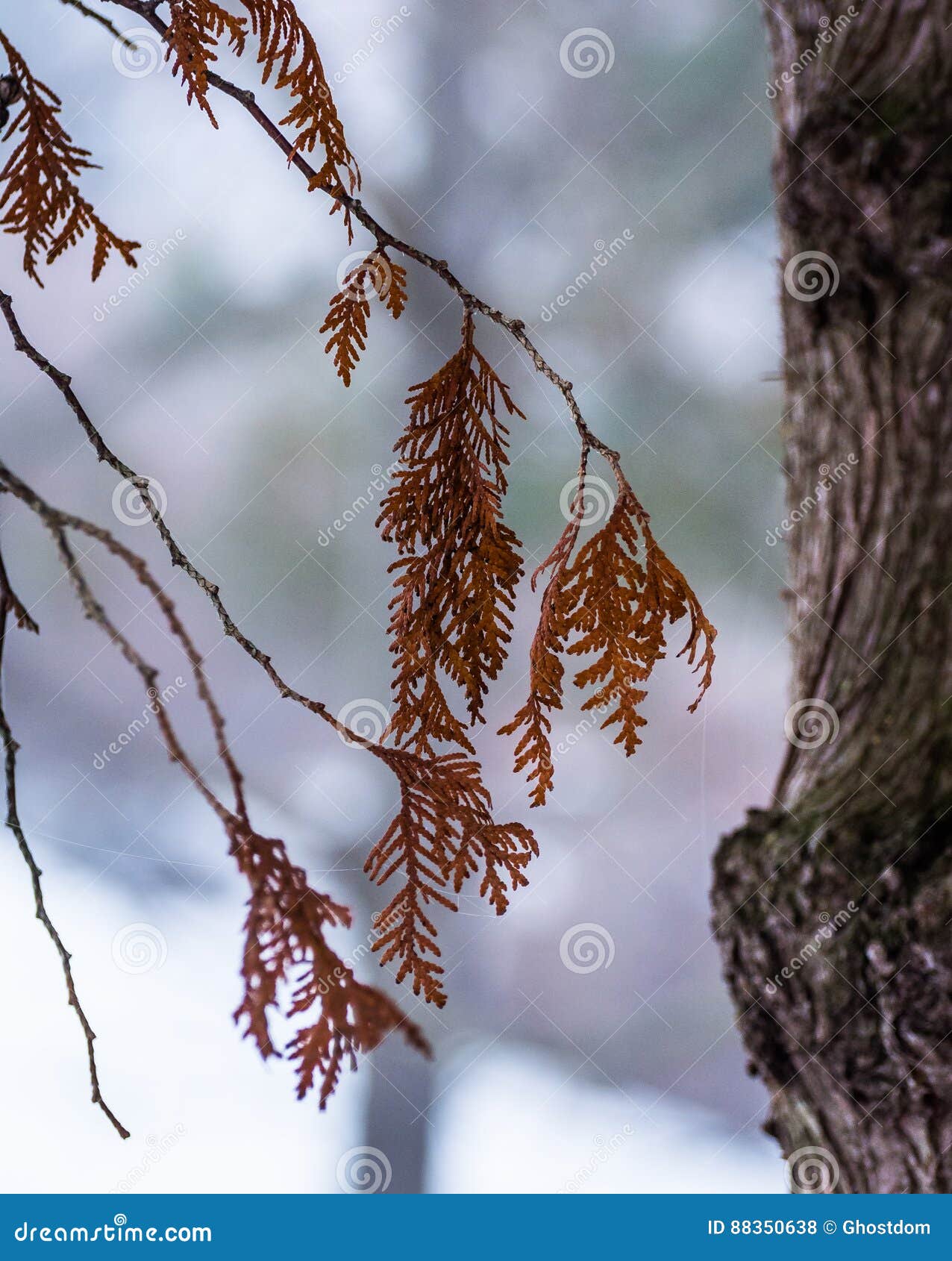 Old tree leaves stock photo. Image of morning, stump - 88350638