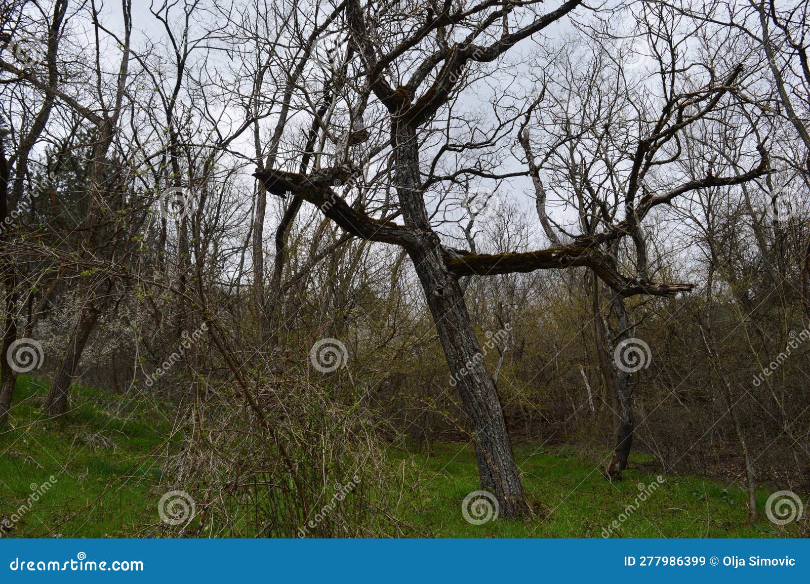 Tree-like Plant With Variegated Leaves Scales, Beautifully Blurred ...