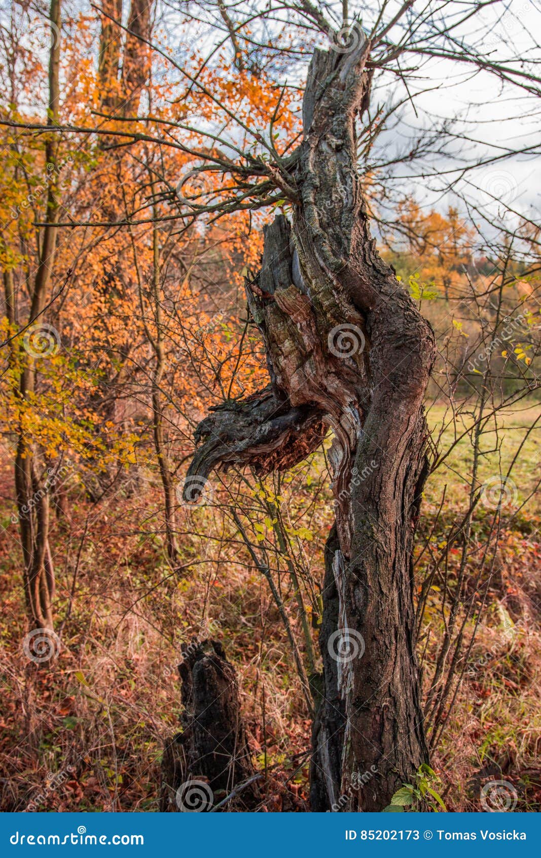 An old tree stock image. Image of blansko, cernahora - 85202173