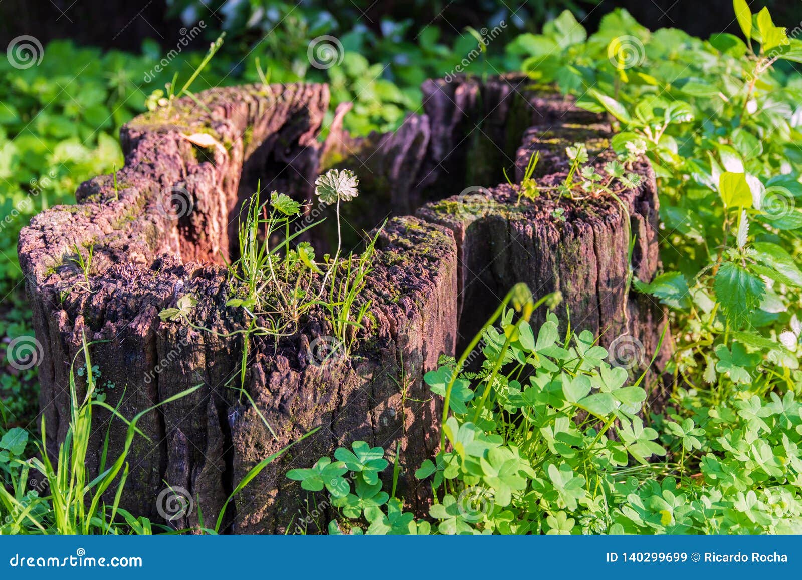 Old tree log stock image. Image of trees, nature, tree - 140299699