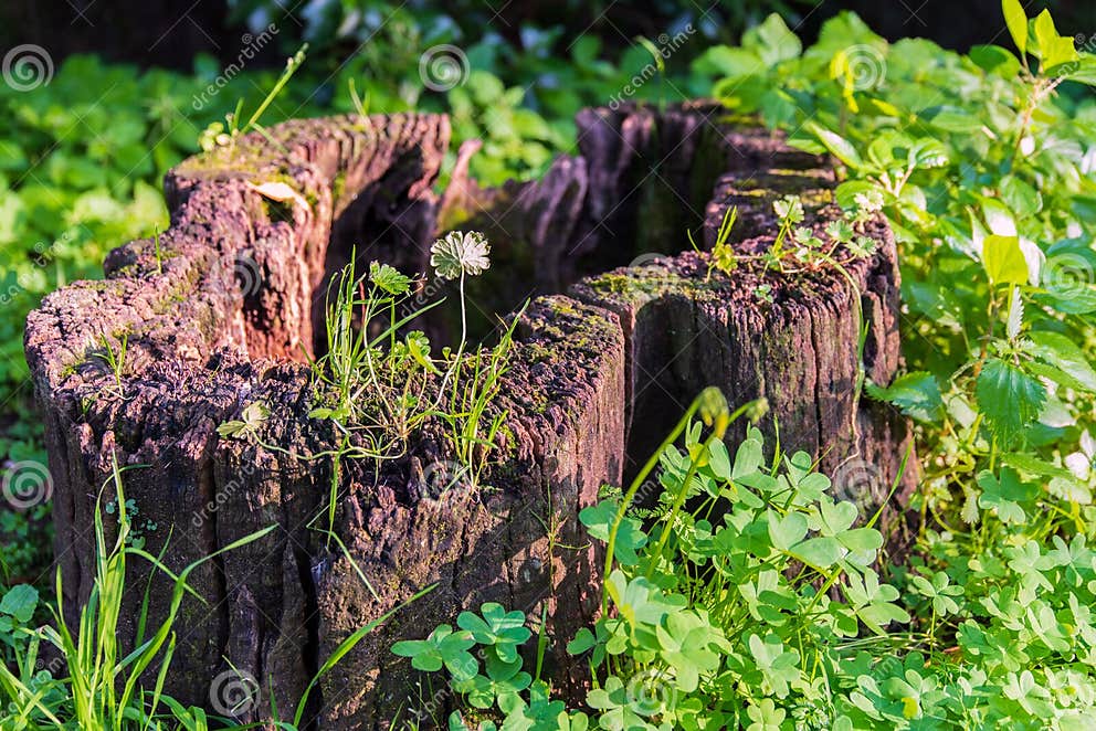 Old tree log stock image. Image of trees, nature, tree - 140299699