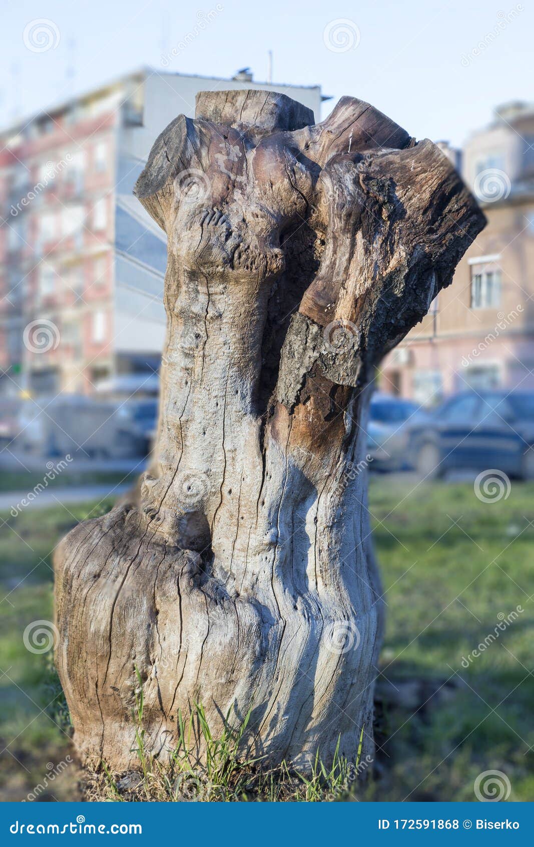 Old tree log stock photo. Image of nature, outsider - 172591868
