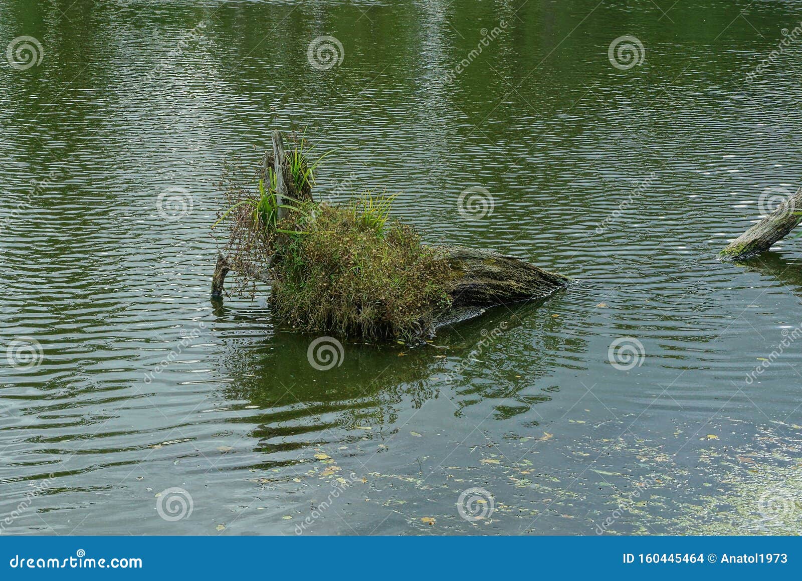 Old tree log in pond water stock photo. Image of beach - 160445464