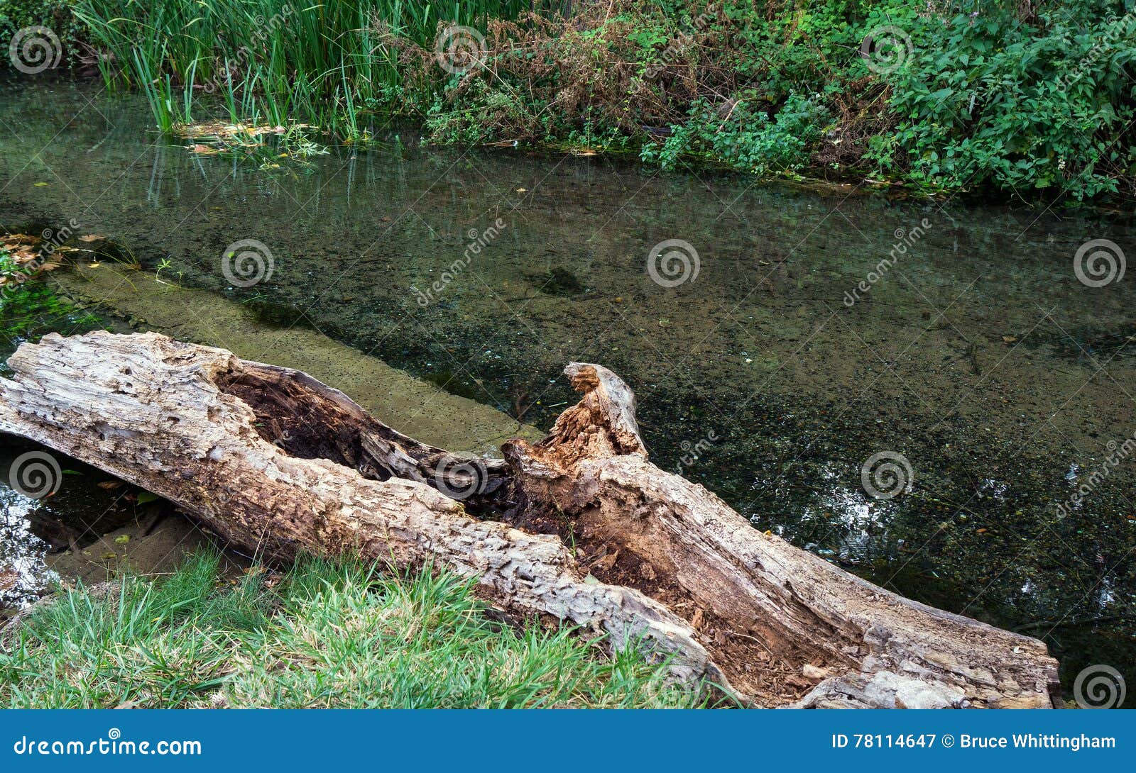 Old Tree Log beside Stream stock image. Image of shallow - 78114647