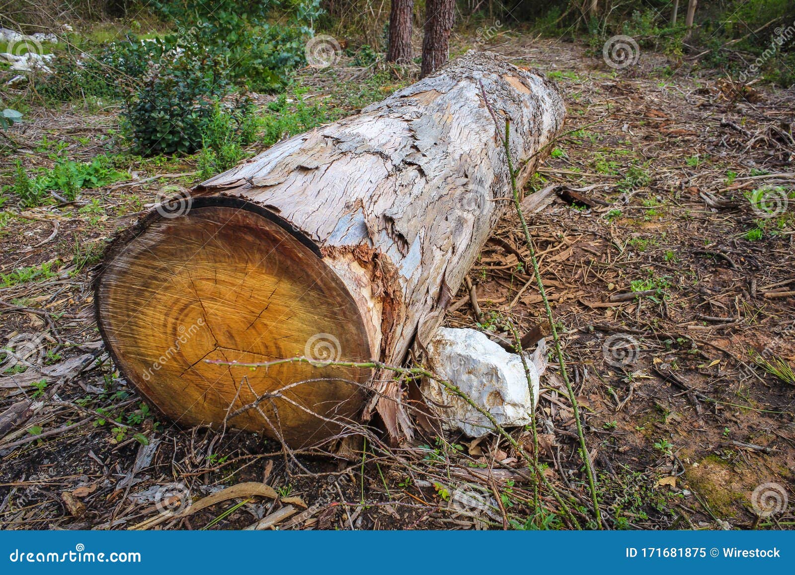 Old Tree Log Surrounded by Green Plants in a Forest during Daytime ...