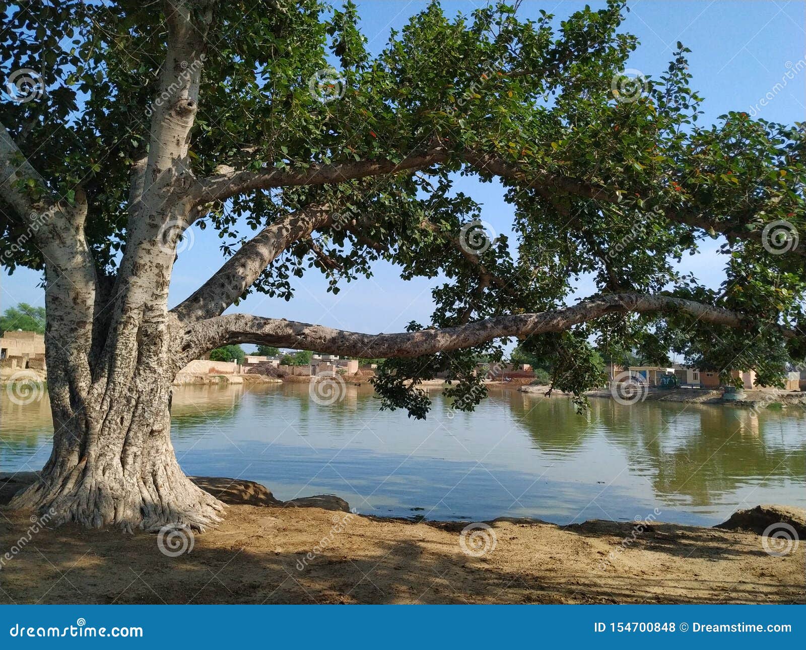 Old Tree with Long and Big Branchs Stock Photo - Image of tree, long ...