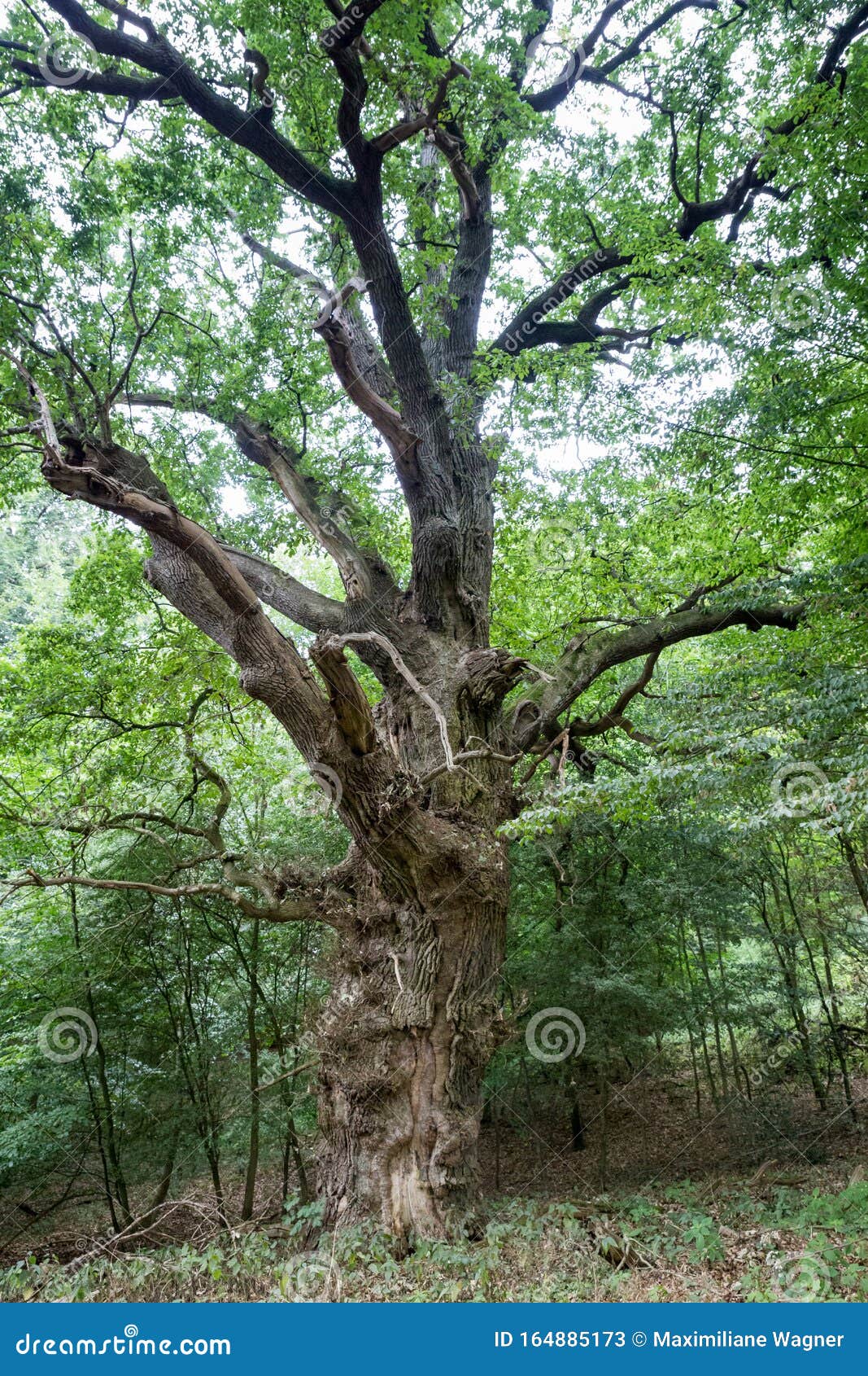 Old Tree with Long Branches in the Forest Stock Image - Image of leaf ...