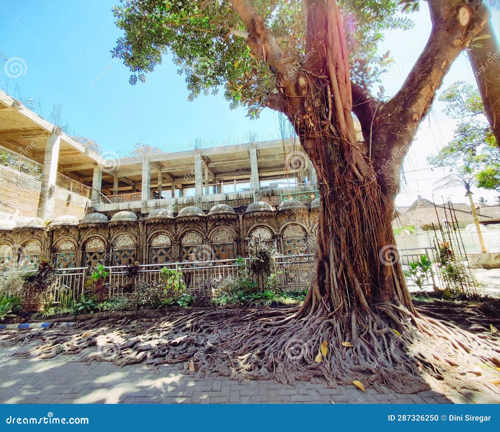 The Old Tree with Long Root of the Tree Stock Photo - Image of root ...