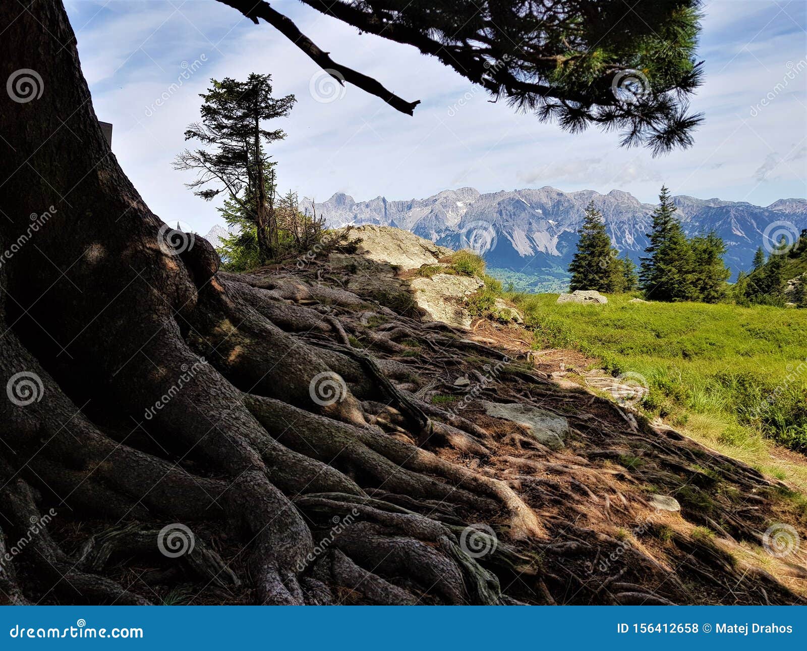 Old Tree with Long Roots - the Alps Stock Photo - Image of tree ...