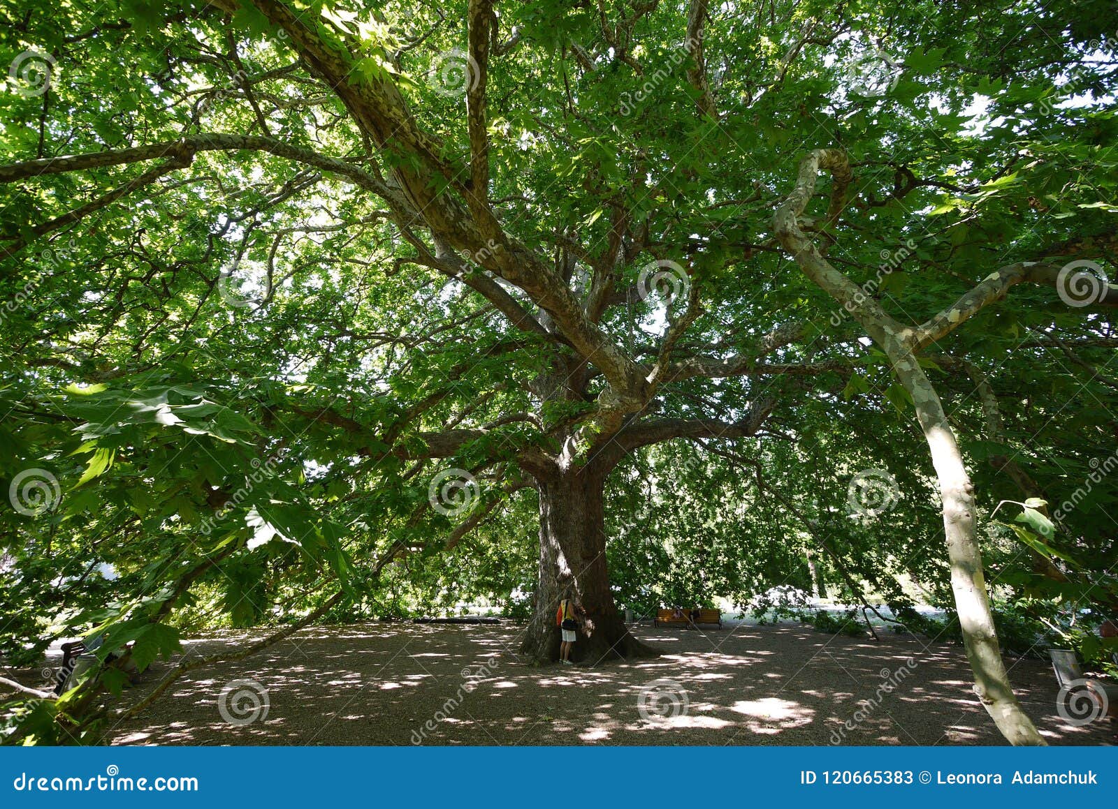 An Old Tree with a Lush Crown and Sloping Branches Giving a Big Shadow ...