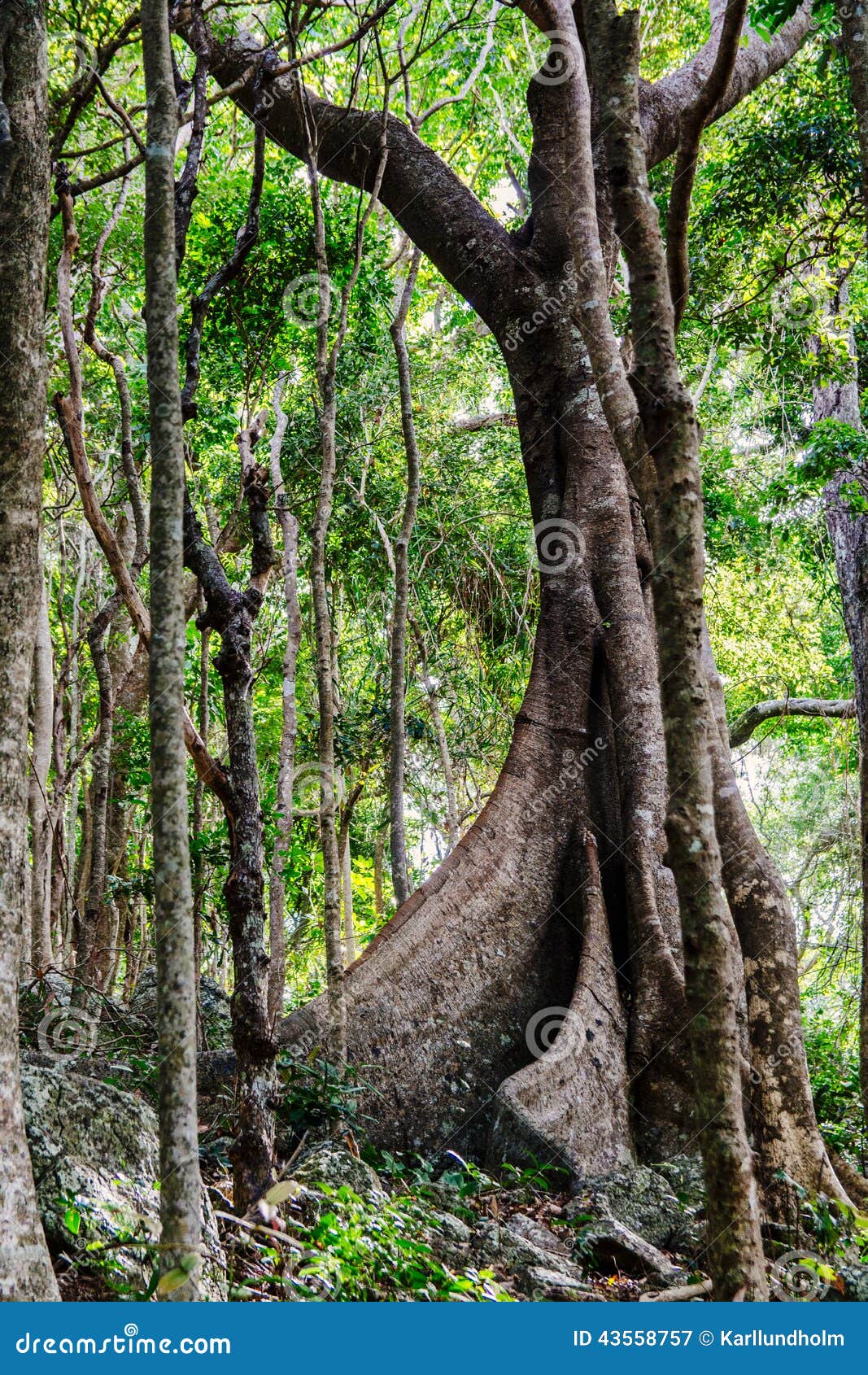 Old tree stock image. Image of forest, rain, traveler - 43558757
