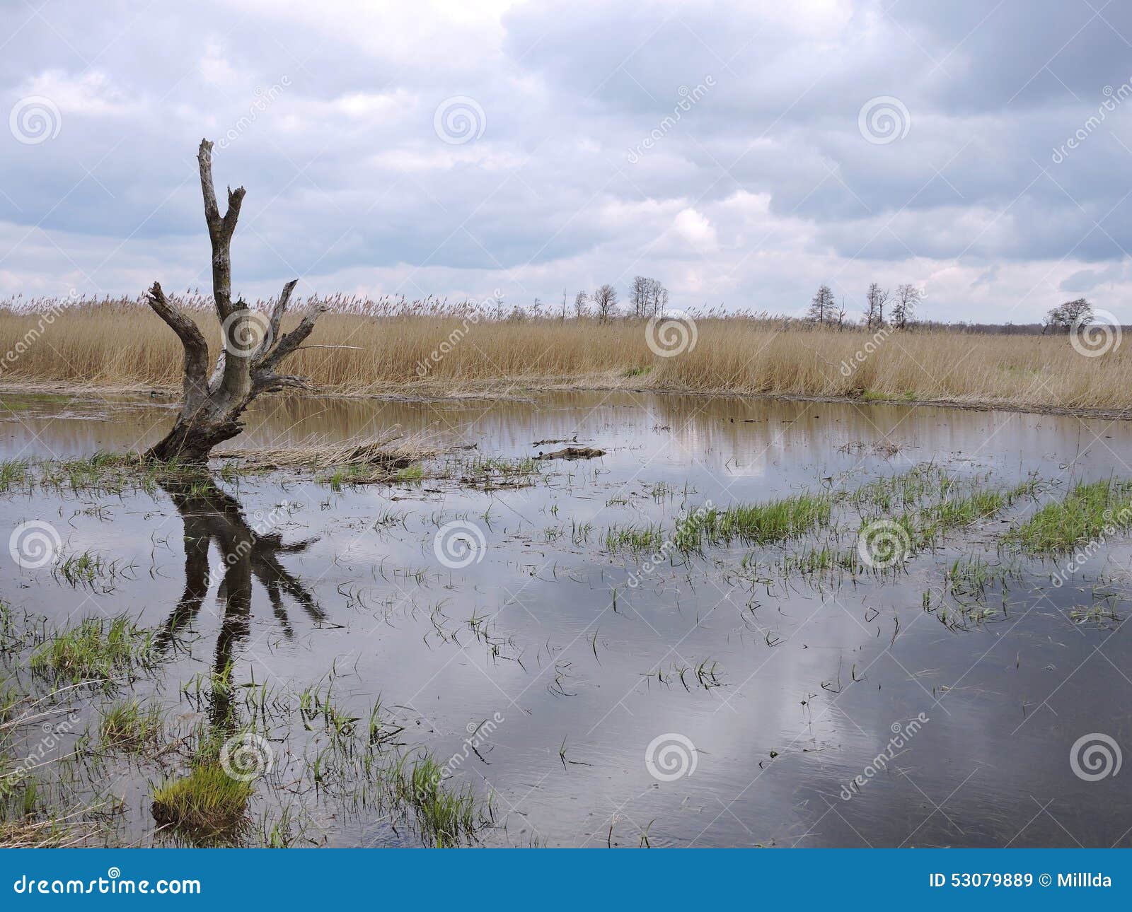 Old tree in marsh stock image. Image of swamp, water - 53079889