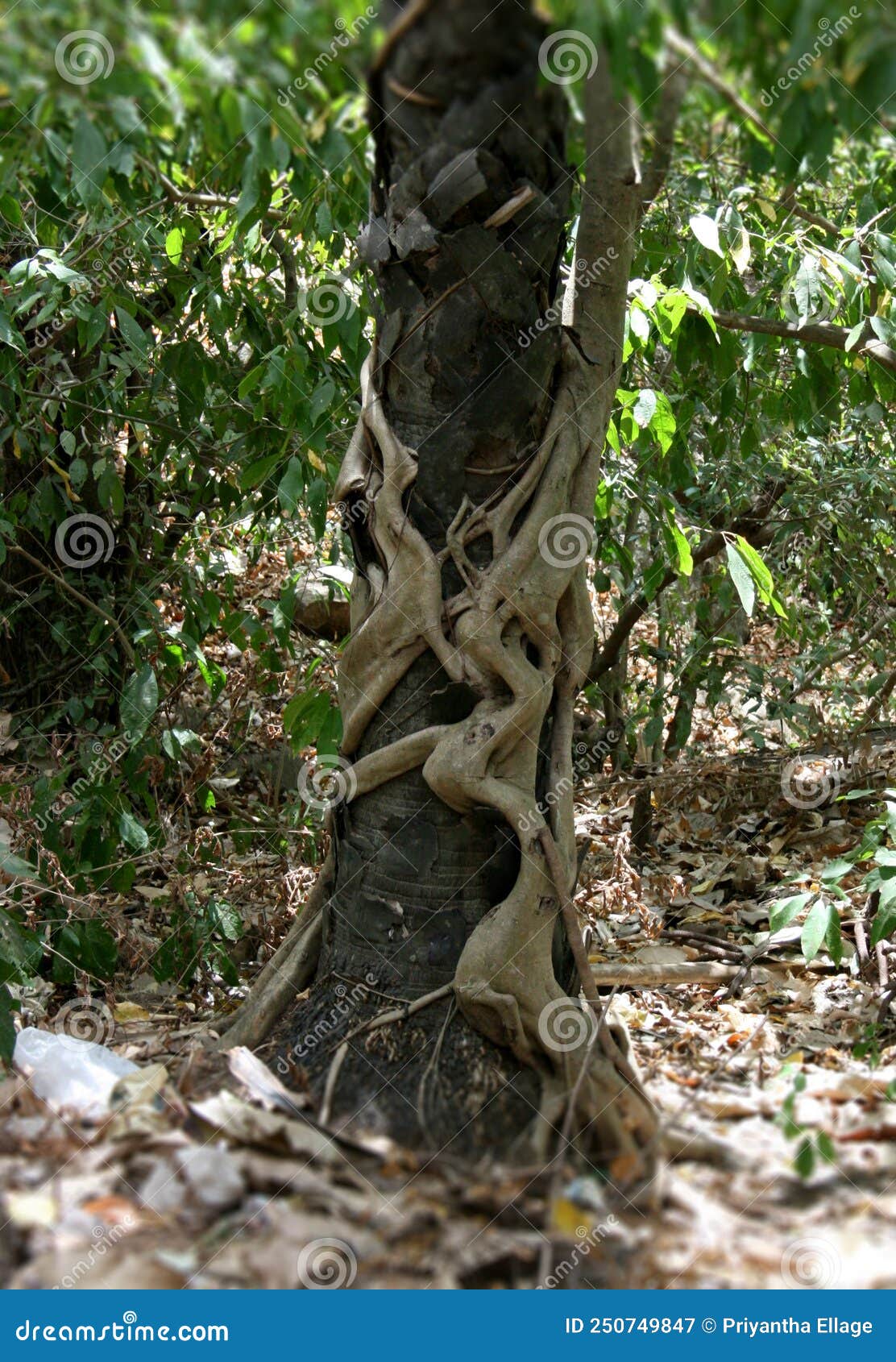 Old Tree from Mihintale Temple Sri Lanka Stock Image - Image of lanka ...