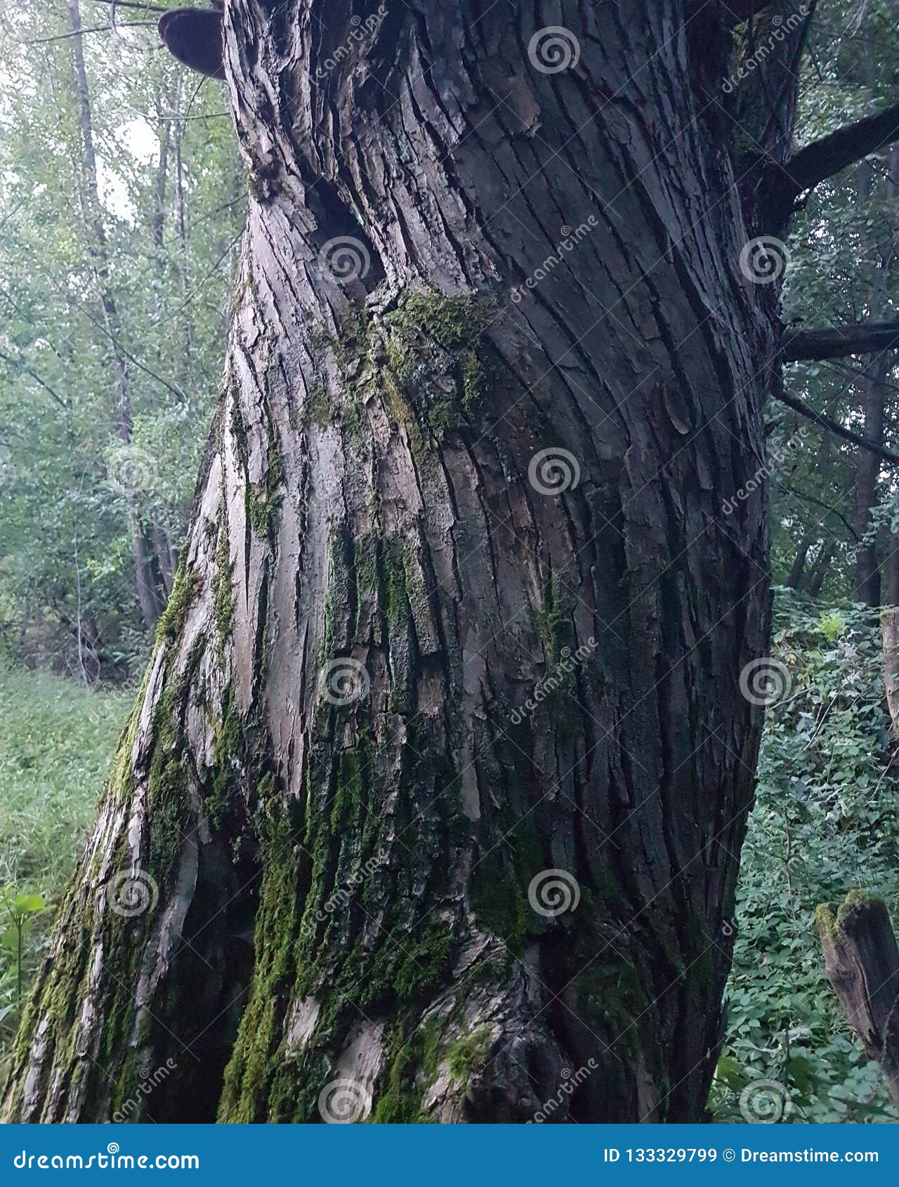 Tree stock image. Image of tree, misty - 133329799