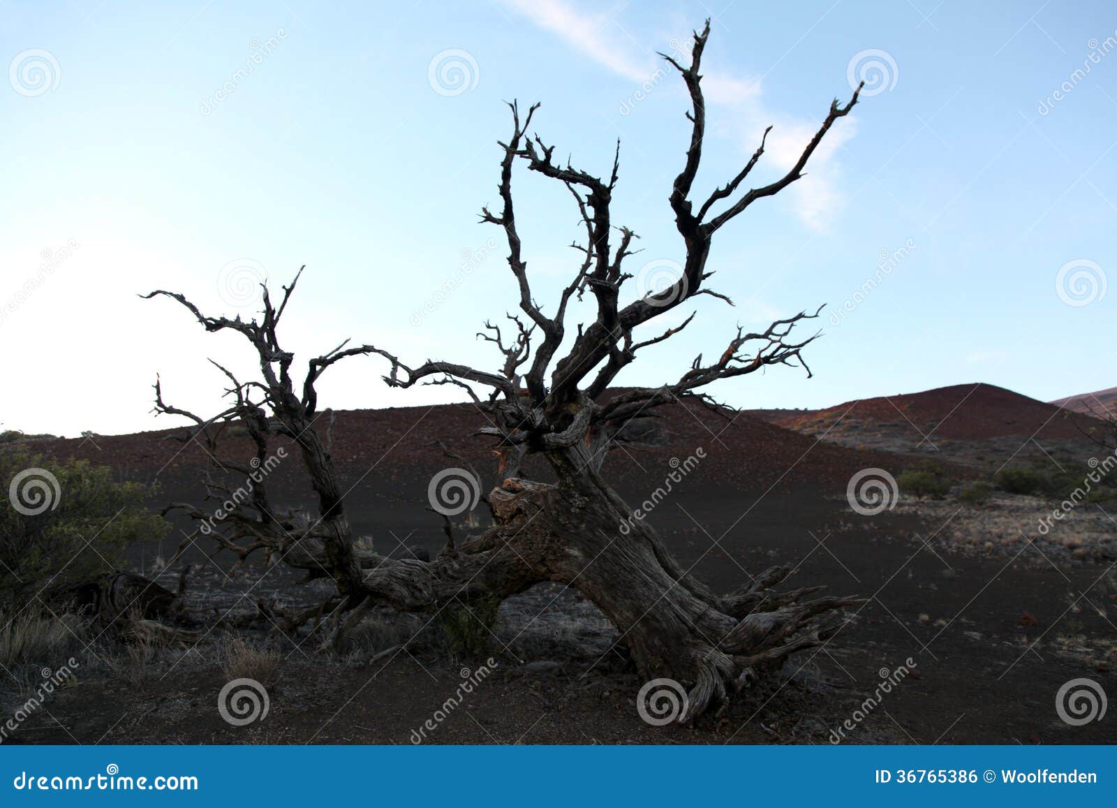Old Tree on Moana Kea Volcano, Hawaii Stock Photo - Image of branches ...