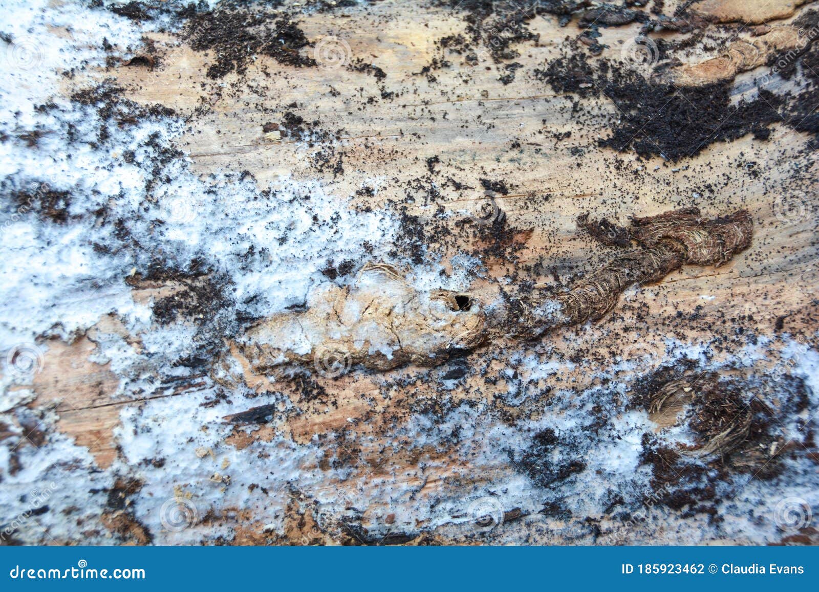 A old tree with mold stock photo. Image of wooden, natural - 185923462