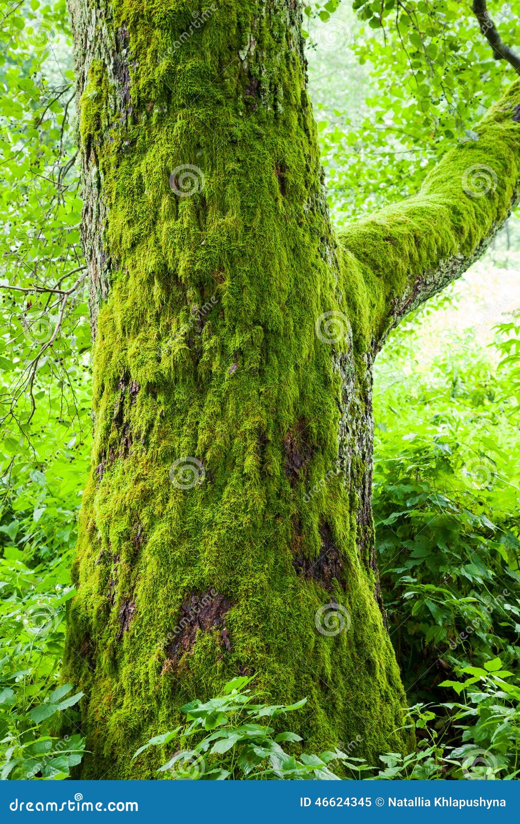 Old Tree with Moss in Forest Stock Image - Image of green, nature: 46624345