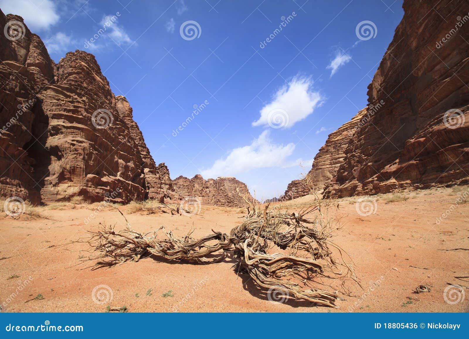 Old Tree in Mountains of Wadi Rum Stock Photo - Image of sand, root ...