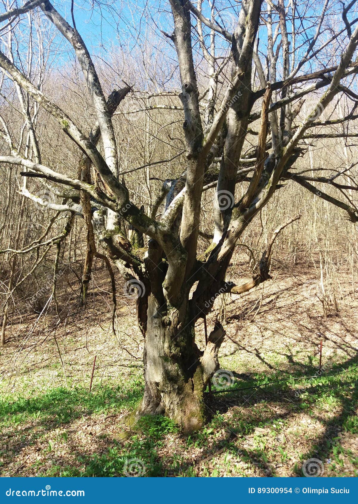 Old tree stock photo. Image of woodland, wood, trees - 89300954